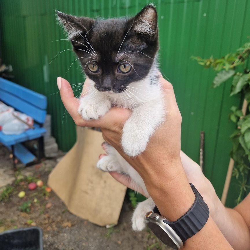 Котята в хорошие руки