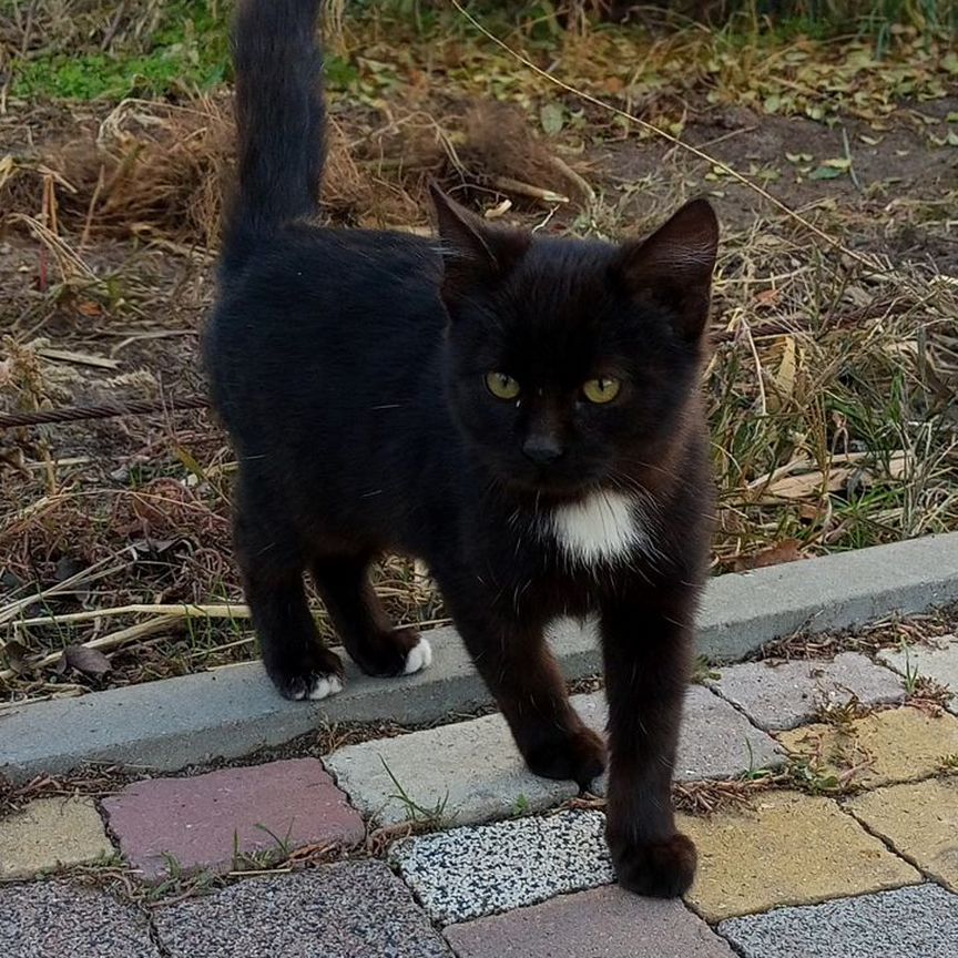 Отдам даром, мальчик ласковый, очень любит играть