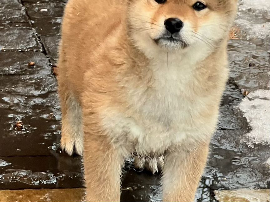 Щенки сиба ину