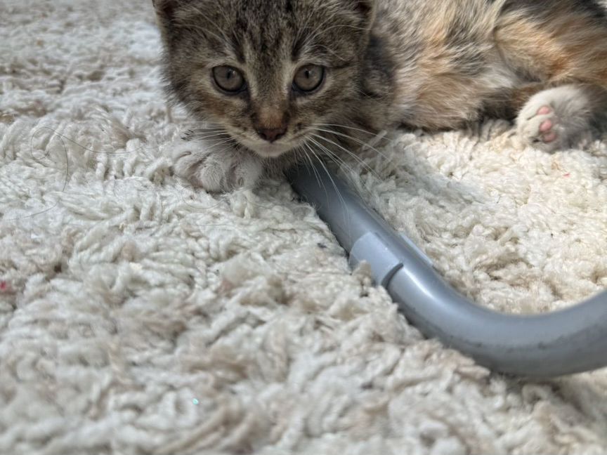 Котенок в добрые руки бесплатно