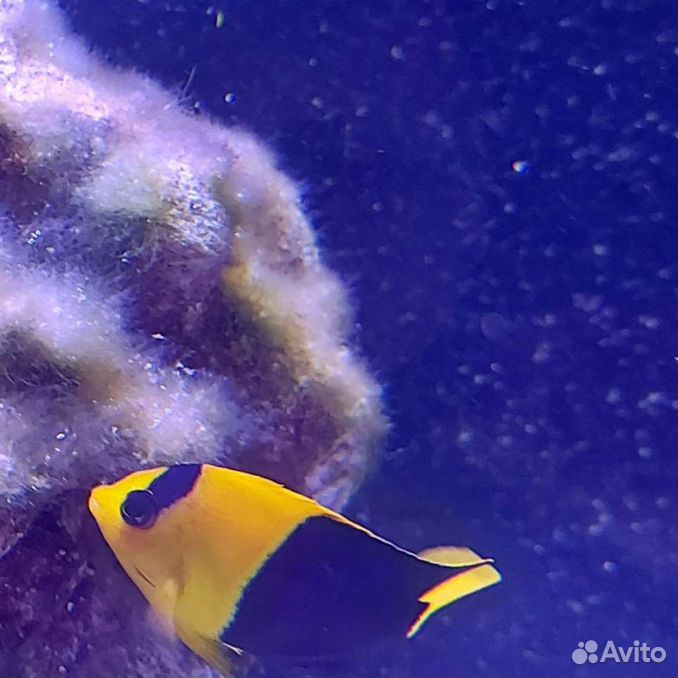 Центропиг сине-желтый в морской аквариум