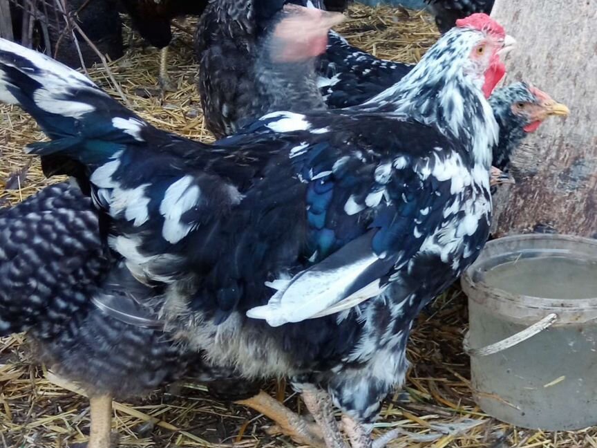 Петухи породы Австралорп черно-пестрый