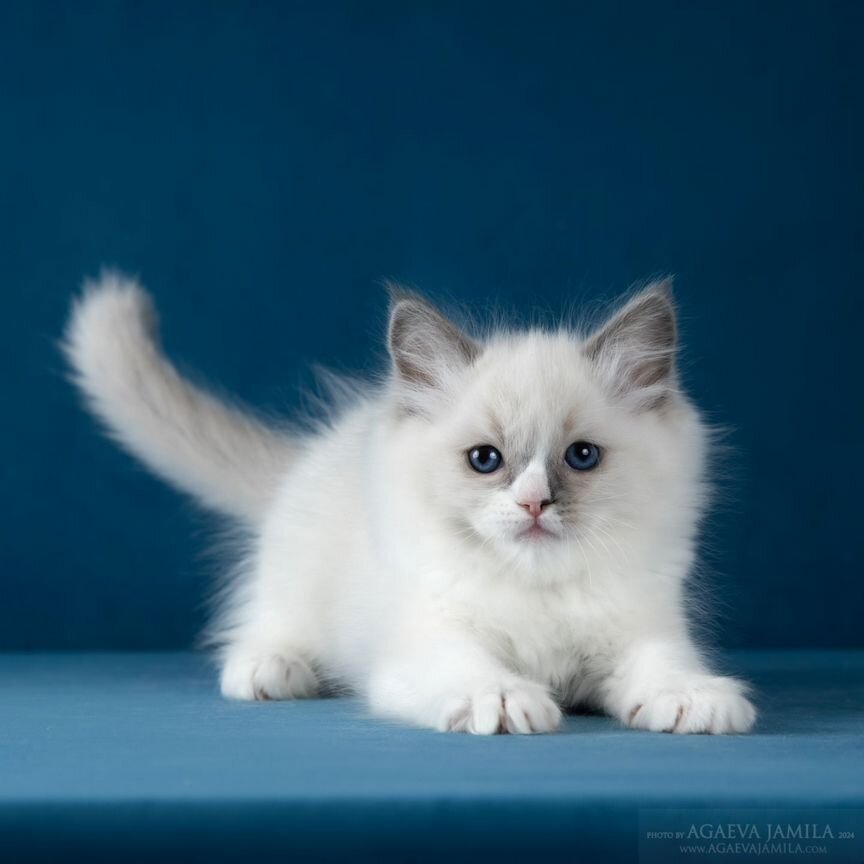 Рэгдолл кошечка