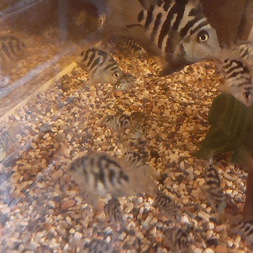 Отдам цихлид