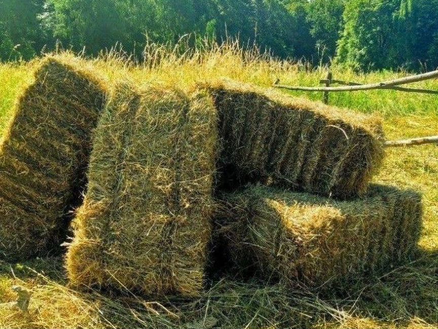 Сено в тюках