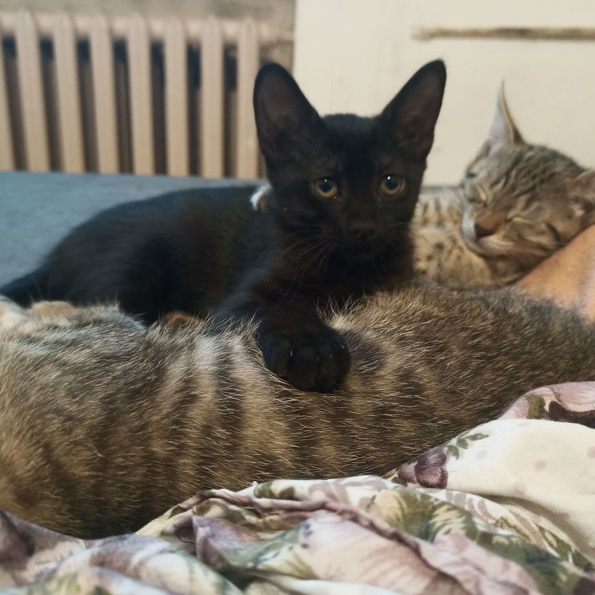 Тина, котенок - девочка два месяца