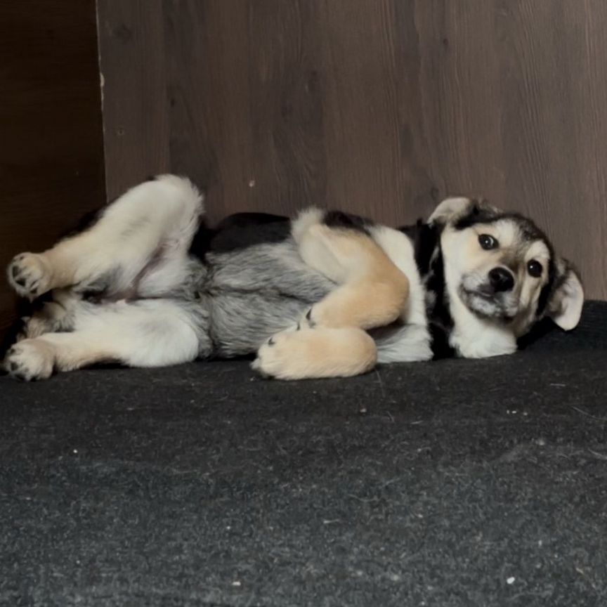 Щенок из приюта