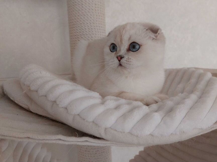 Шотландская вислоухая девочка