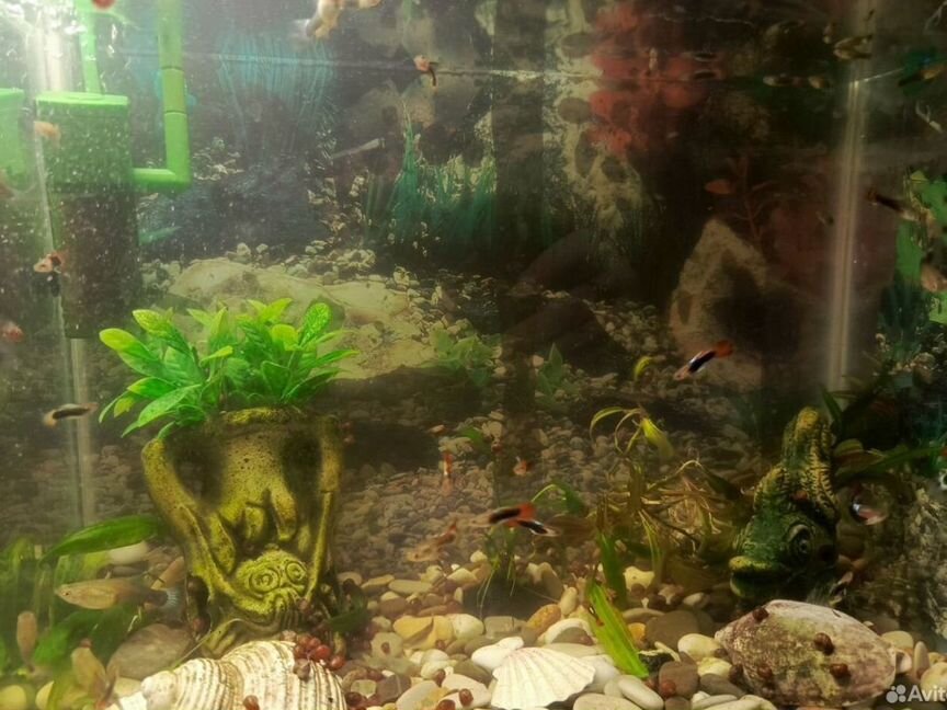 Рыбки гуппи