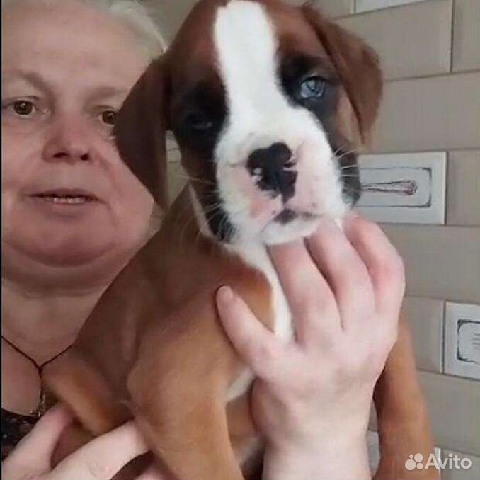 Щенки боксера рыжие и белая сука, РКФ, Москва