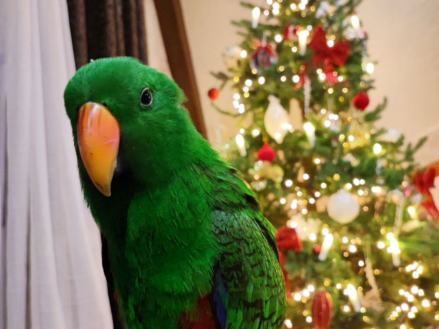 Попугай " Эклектус"