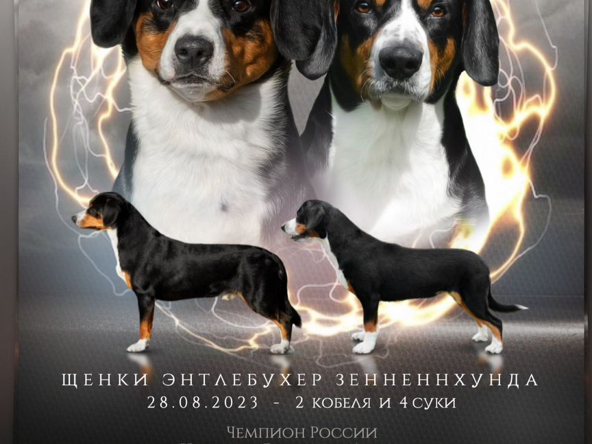 Щенки и собаки