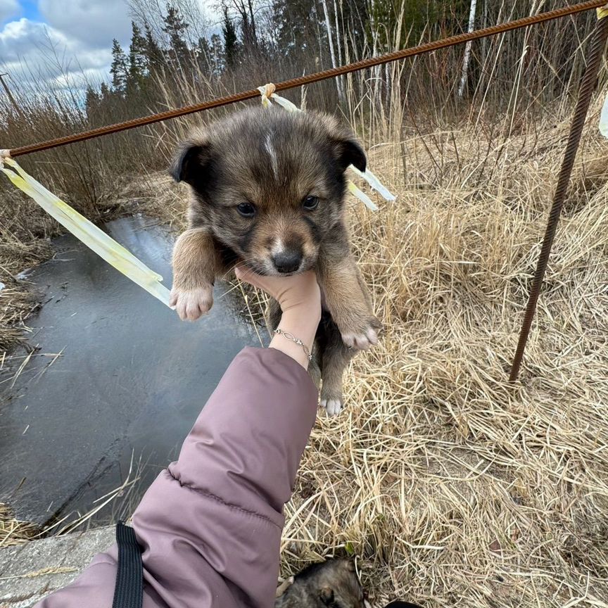 Щенок в добрые руки