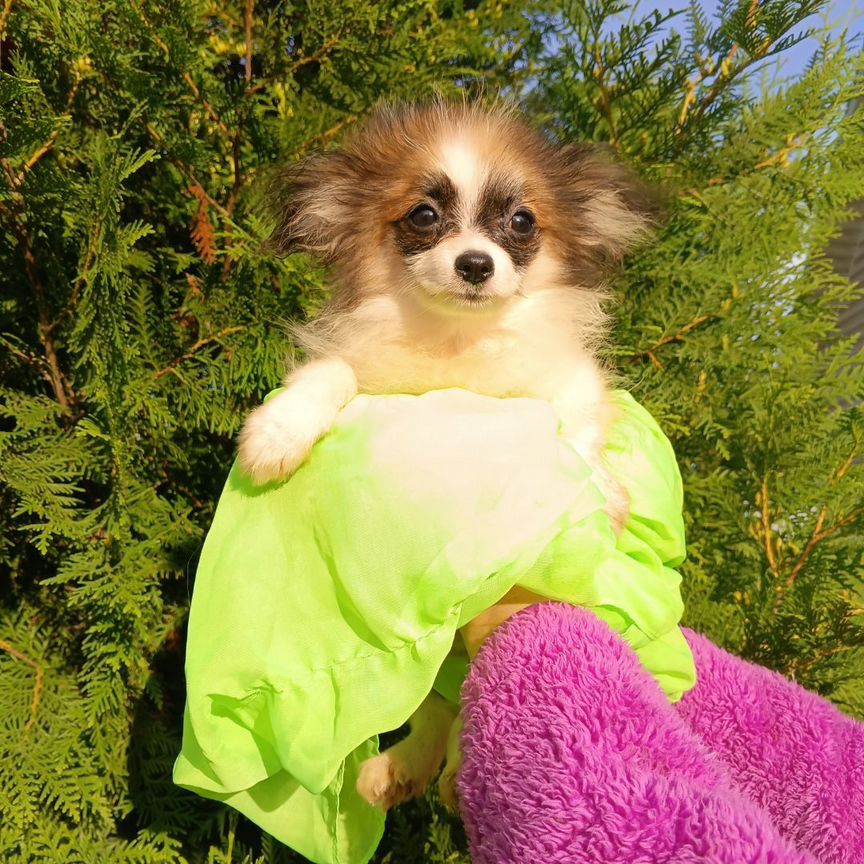 Мини мальчик