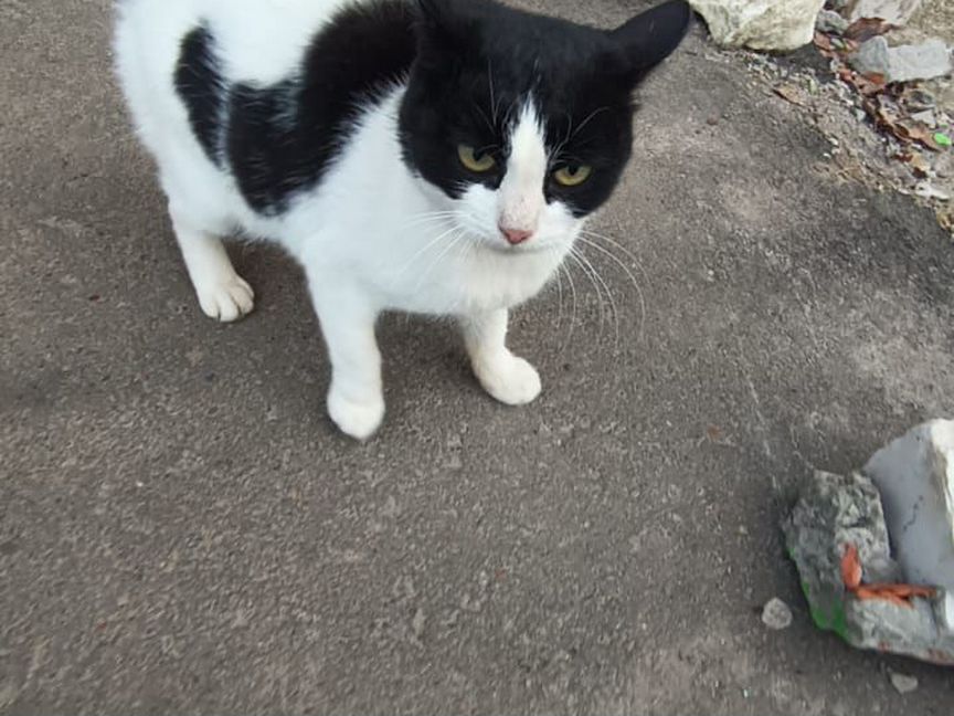 Кошка в дар бесплатно