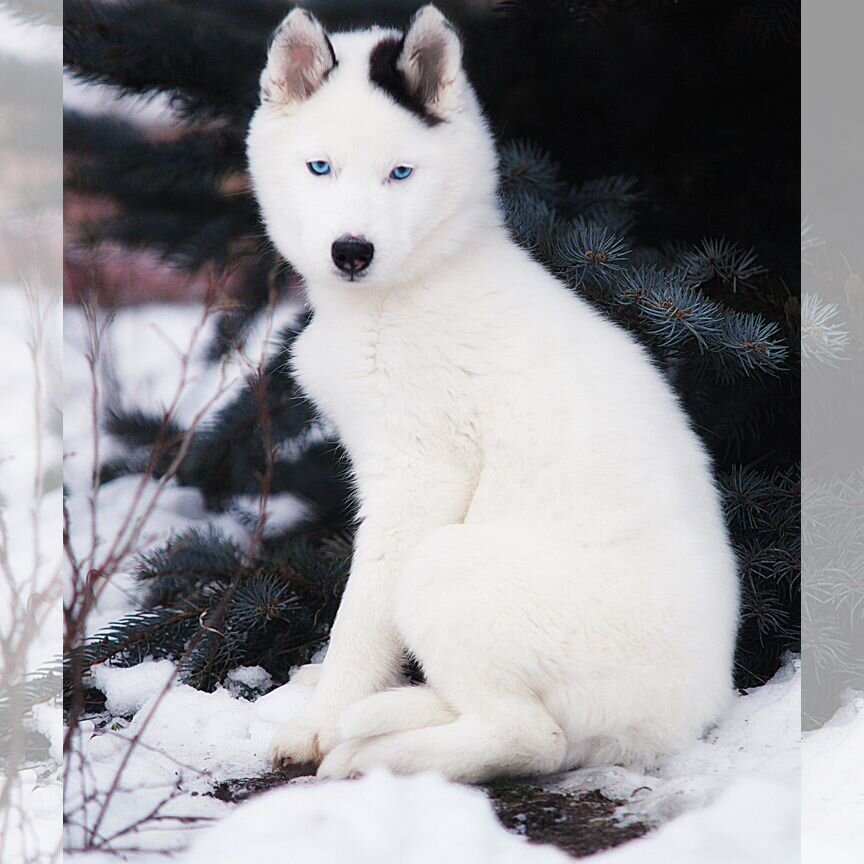 Сибирский хаски, щенок