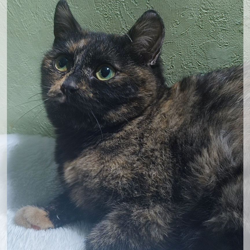 Взрослая, Девочка кошка в добрые руки