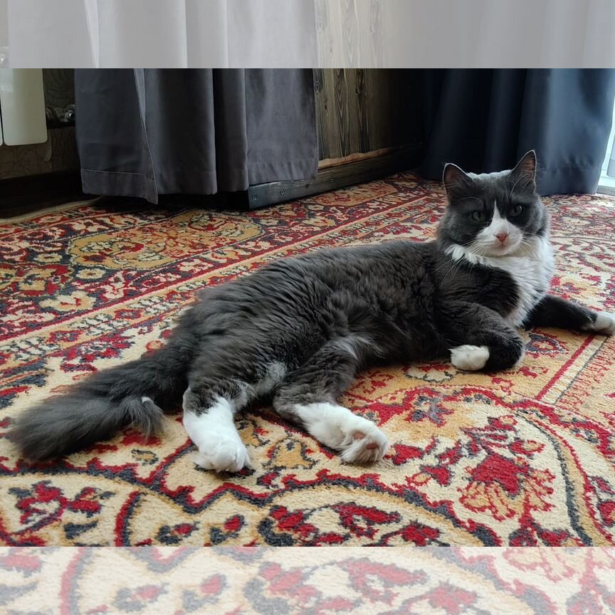 Взрослый кот в добрые руки