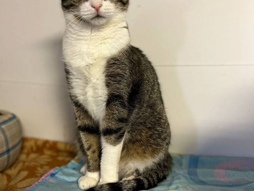 Кот в приюте