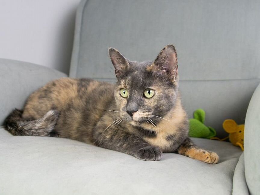 Лиза, у которой два дня рождения