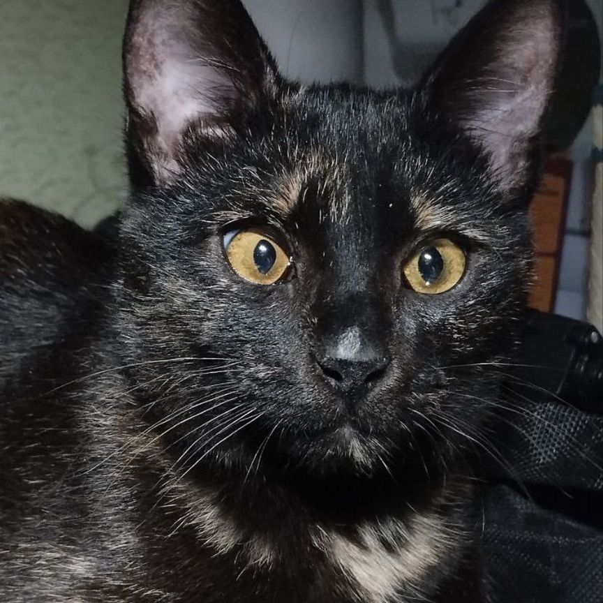 Косенькая