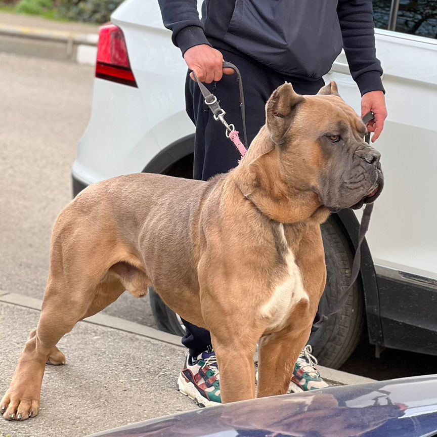 Кане Корсо кобель вязка