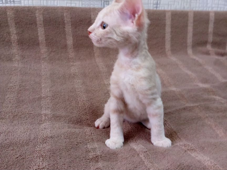 Продаются котята породы Канадский сфинкс