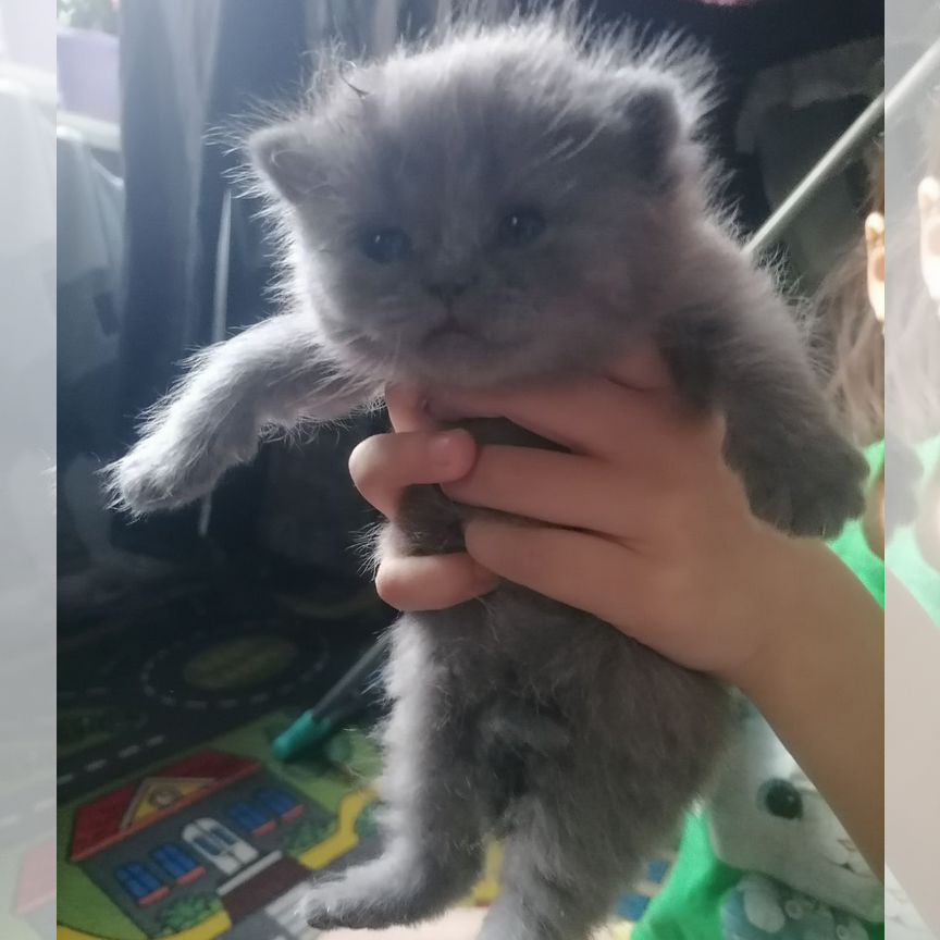 Шотландский прямоухий длинношёрстный котёнок