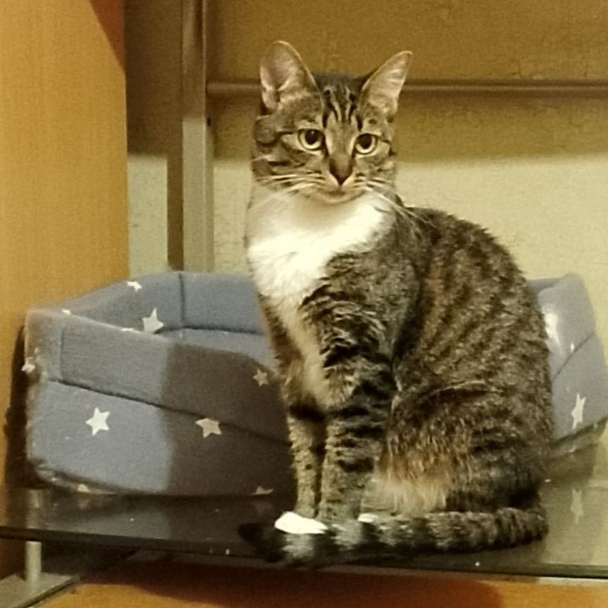 Взрослая, кошка в добрые руки