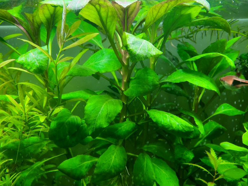 Аквариумные растения Лобелия Кардиналис