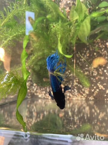 Рыба петушок