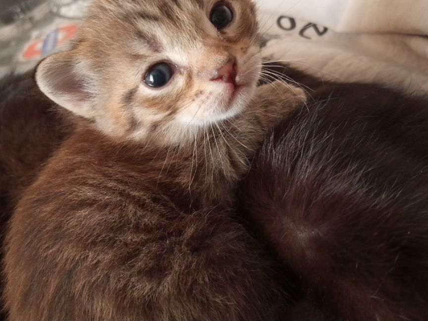 Котята-тигрули