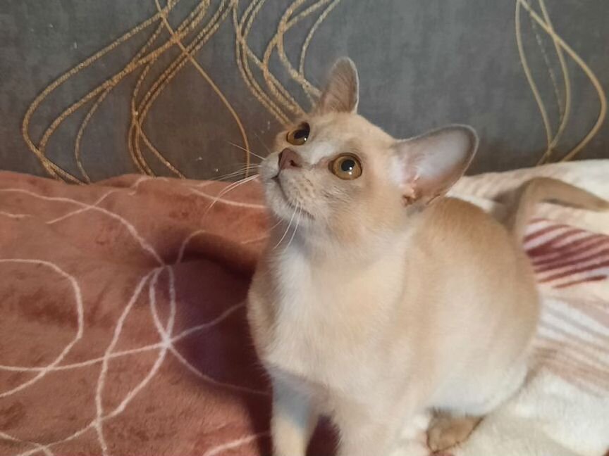 Бурманские котята лиловый