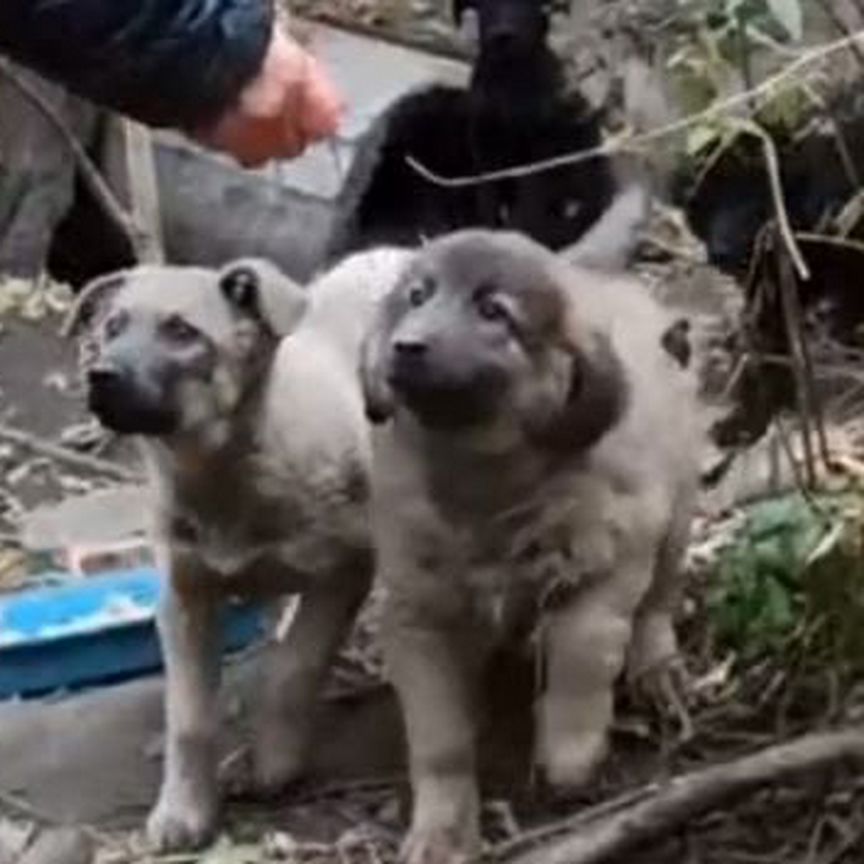 Щенок в добрые руки