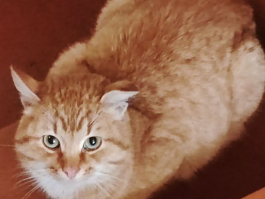 Очаровательный молодой котик