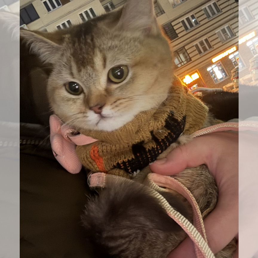 Котёнок от частного владельца