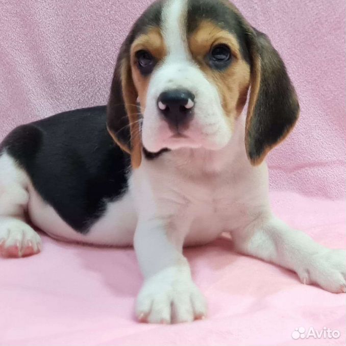Бигль трехцветные мальчики и девочки