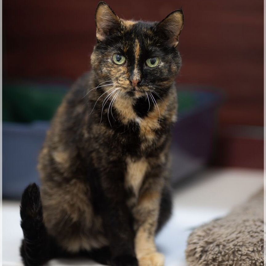 Взрослая кошка из приюта