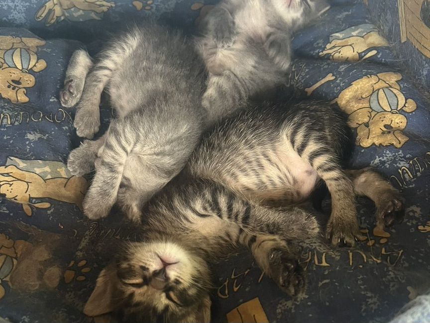 Котята в добрые руки