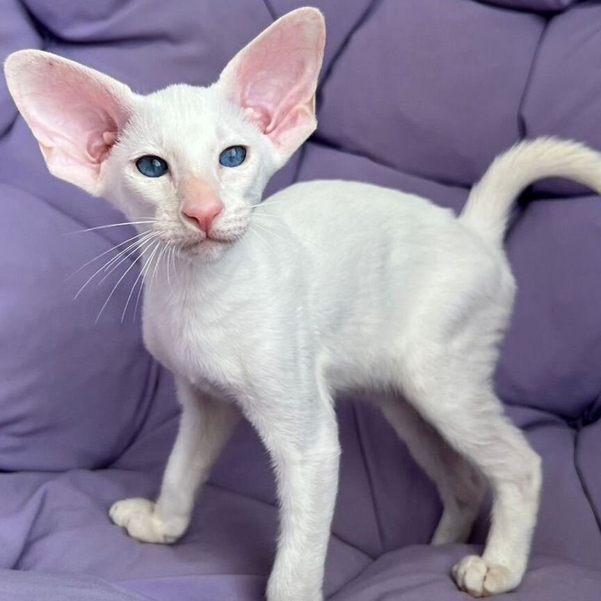 Ориентальный котёнок