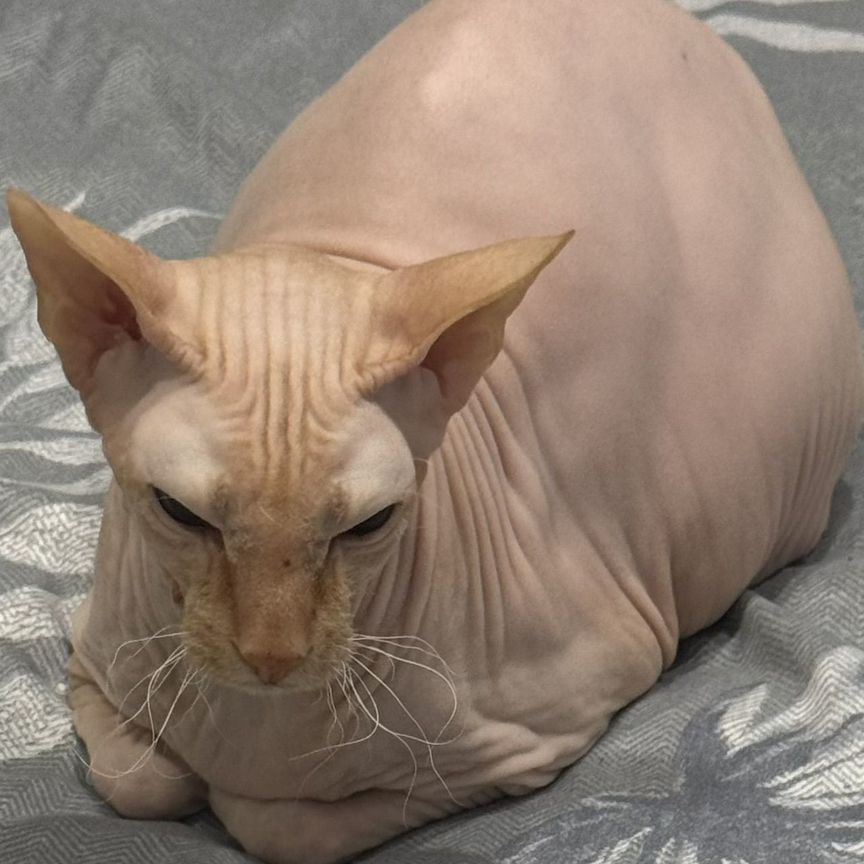Донской сфинкс, взрослая кошка