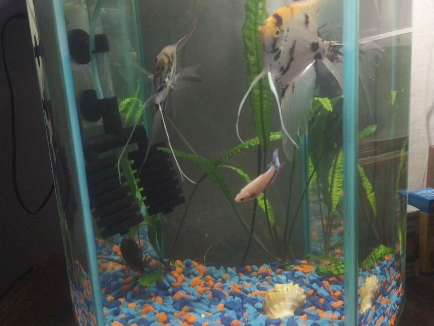 Аквариум с рыбками