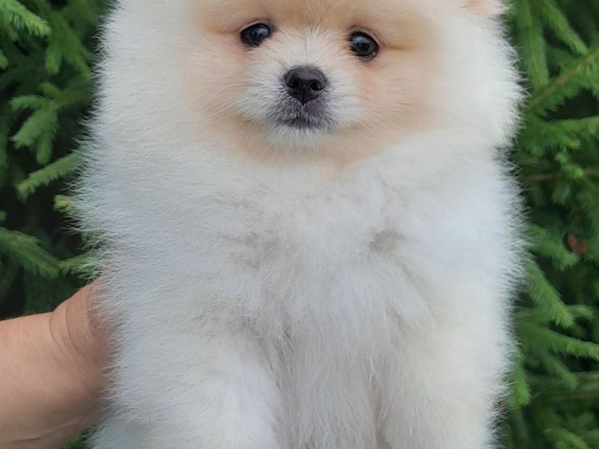 Шпиц померанский. С документами РКФ