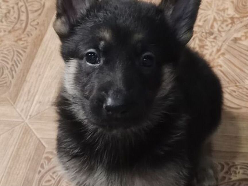 Немецкая овчарка