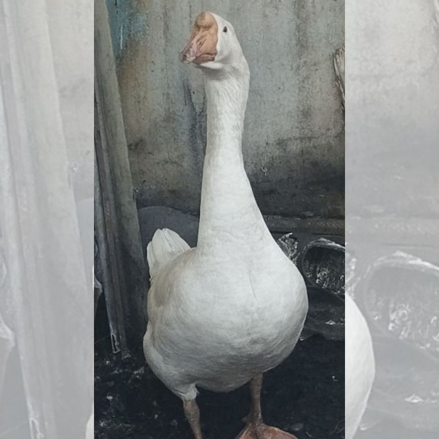 Гусь на племя