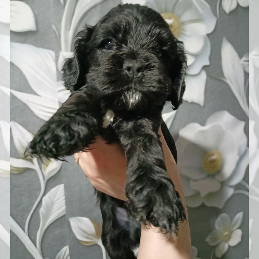 Американский кокер-спаниель, щенок