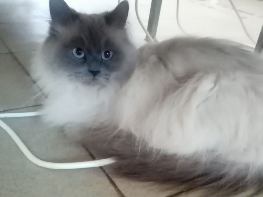 Кошка в добрые руки