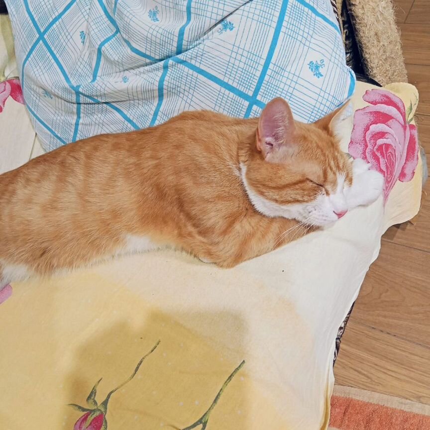 Кот Барсик в добрые руки