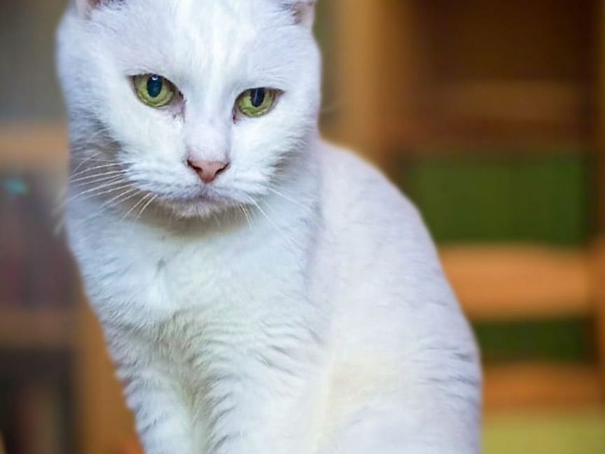 Кошка Лила Белая