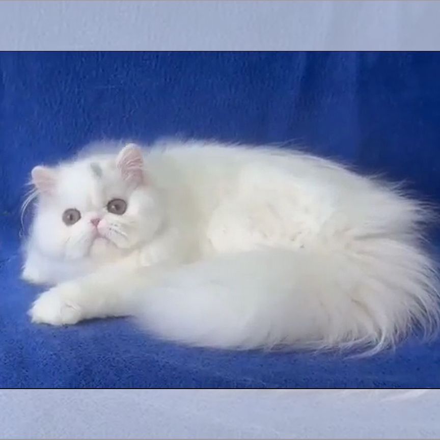 Персидская кошка